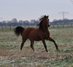 Horse Breed German Sport Horse | Caballo Horsemarket