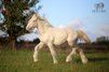 Horse Breed Tinker | Caballo Horsemarket