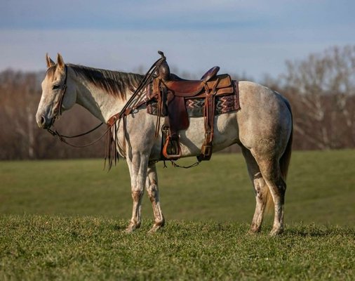 Quarter Horse for Sale: Mare, Gray, 7 years in Bramsche, Niedersachsen ...