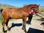 Horse Breed Warlander | Caballo Horsemarket